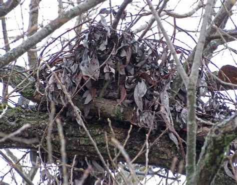 Inside Squirrel Nest