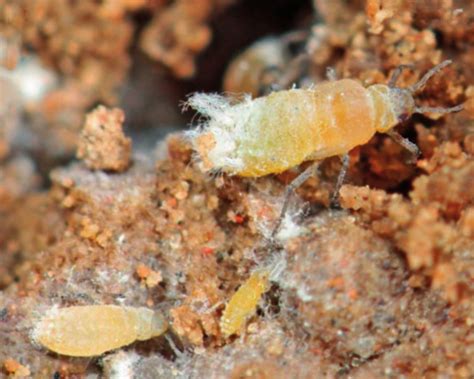 Pemphigus Betae Sugar Beet Root Aphid Identification Images Ecology