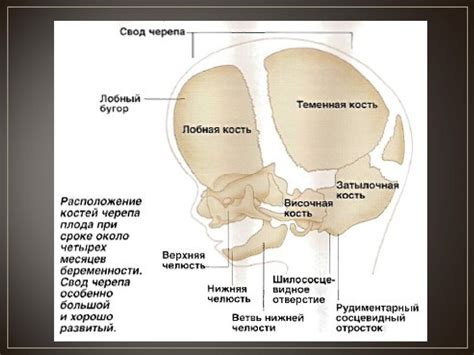 Анатомия черепа - презентация онлайн