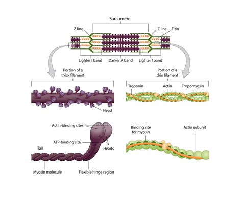 83 Skeletal Muscle Organ Structure Medicine Libretexts