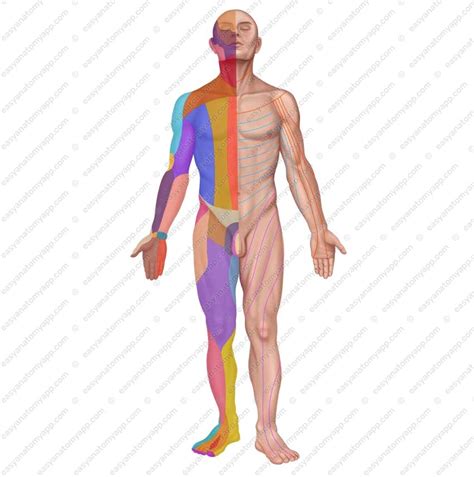 Introduction To The Central And Peripheral Nervous Systems Easy Anatomy 3d