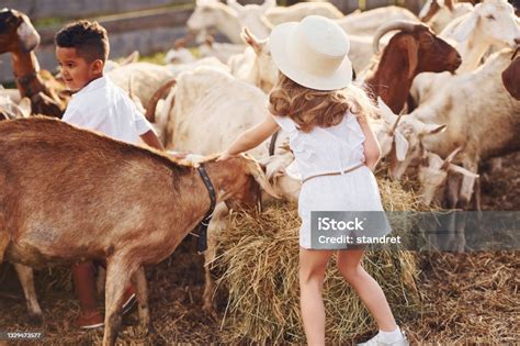 귀여운 작은 아프리카 계 미국인 소년 와 유럽 소녀 이다 에 이 농장 와 염소 2명에 대한 스톡 사진 및 기타 이미지 2명 4 5세 6 7 살 Istock