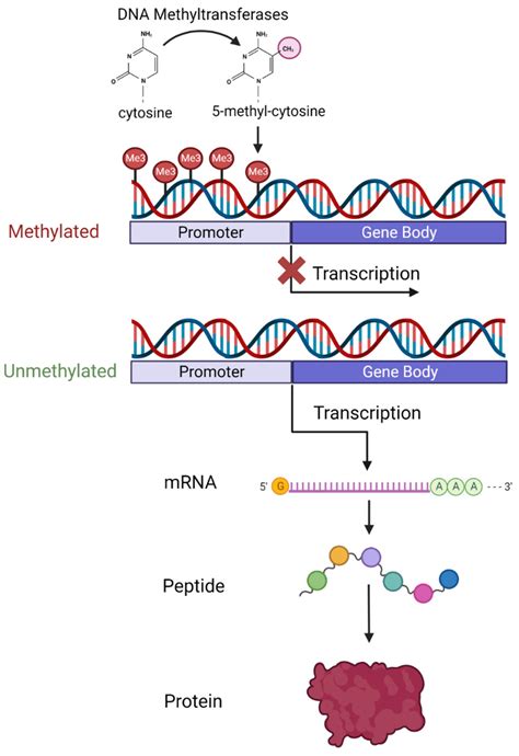 Dna Methylation Signatures Of Response To Conventional Synthetic And Biologic Disease Modifying