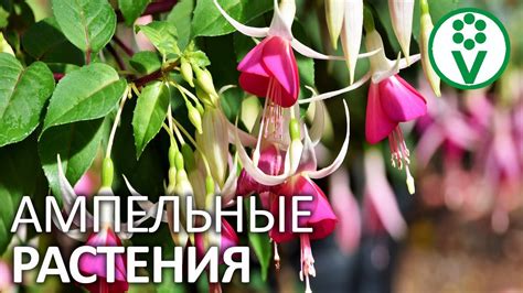 25 НЕОБЫЧНЫХ РАСТЕНИЙ ДЛЯ ПОДВЕСНЫХ КАШПО Ампельные растения на любой вкус Youtube