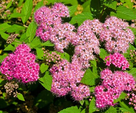 What Is Year Of The Spirea Bay Landscaping