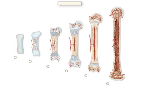 Anatomy Endochondral Ossification Diagram Quizlet