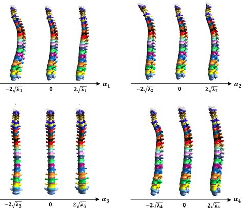 Shape Variations Corresponding To The First Four Shape Coefficients Of