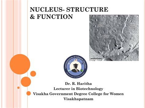 PPT NUCLEUS STRUCTURE FUNCTION PowerPoint Presentation Free Download ID 8899266