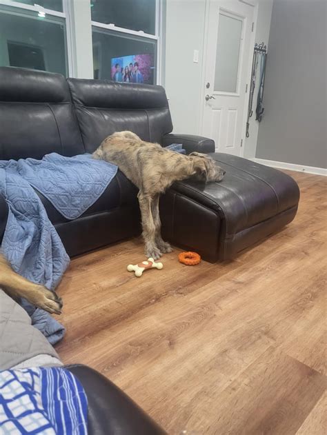 Our Model Auggie Showing The Versatility Of Our New Sectional R Irishwolfhound