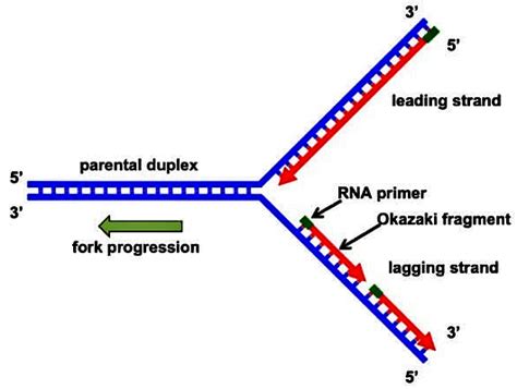 Mind Map Molecular Basis Of Inheritance Biology Class 12 Neet Pdf Download