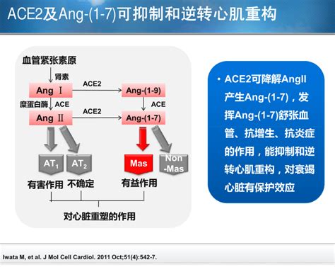 122 肾素之现——话说肾素 血管紧张素系统 知乎