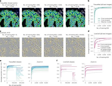 How Can I Score The Accuracy Of A Cell Segmentation Algorithm Image Analysis Image Sc Forum