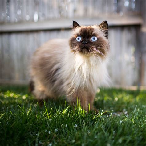 15 Fluffy Cat Breeds And Types To Consider Adopting