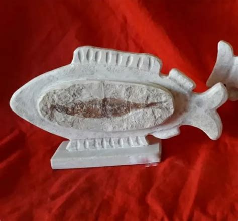Fish Shape Fossil Antiques Available In United States Casadar Fish Shape Fossil Antiques Available In United States Casadar