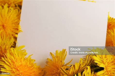 흰색 종이 광장 초대장 노란 민들레 꽃과 인사말 카드 모형 브랜딩 및 광고를 위한 템플릿입니다 봄 여름 부활절 개념 0명에 대한 스톡 사진 및 기타 이미지 Istock