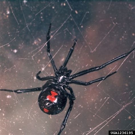 Black Widow Spider Eyes