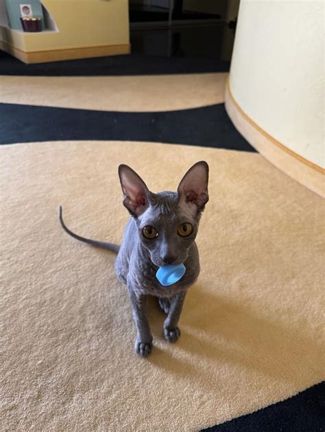 Her Name Coco R Cornishrex