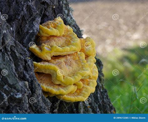 Close Up Of Fungus Growing On Tree Trunk Stock Image Image Of Fall Landscape