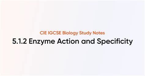 Enzyme Action And Specificity 5 1 2 Cie Igcse Biology Notes