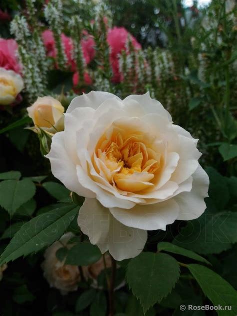 Галерея Marc Antoine Charpentier Masmacha Энциклопедия роз