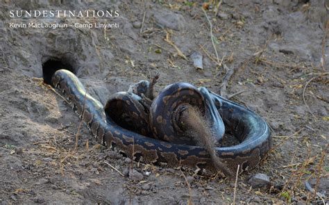 Africa On Foot African Rock Python