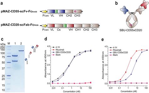 Expression Purification And Antigen Binding Characteristics Of