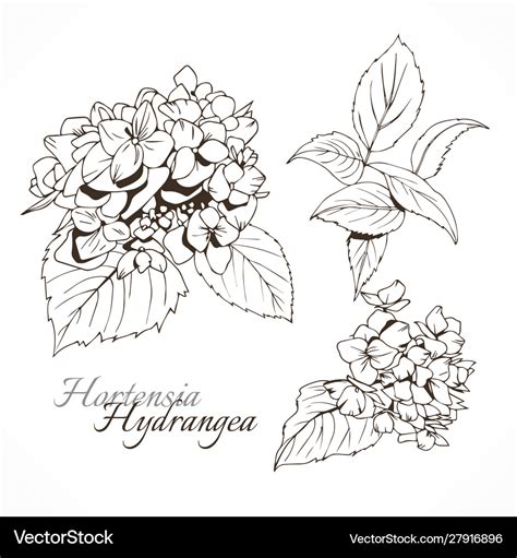 Hydrangea Drawing