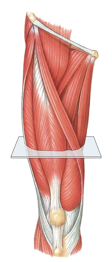 Knee Anterior Diagram Quizlet