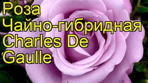 Роза чайно-гибридная Шарль де Голль. Краткий обзор, описание ...