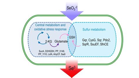 Molecular Actors Involved In Selenite Reduction In P Putida Kt2440 Download Scientific