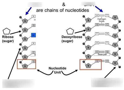 Bio Exam 1 Diagram Quizlet