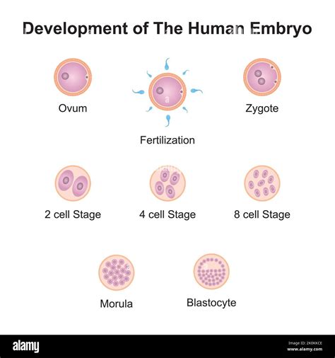 Scientific Designing Of Human Embryo Development Colorful Symbols