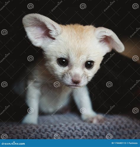 Cute Fennec Fox Cub On Black Backgorund Stock Image Image Of Foxy