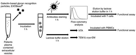 Workflow For Extracellular Vesicles Isolation And Analysis By Using Download Scientific Diagram