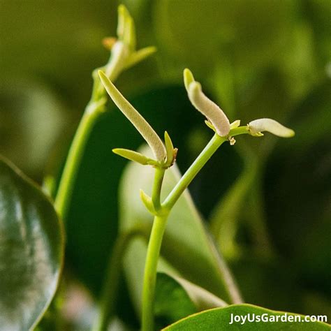 Peperomia Plant Care Answers To Your Questions