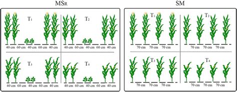 Schematic Representation Of Maize Canopy As Affected By Leaf Excision Download Scientific