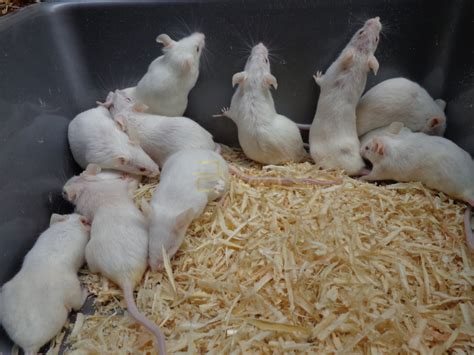 Jenis Mencit Menyediakan Berbagai Jenis Mencit Dan Pembuatan Kandang