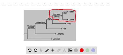SOLVED The Phylogeny Above Shows The Evolution Of Traits In Vertebrates Based On This Phylogeny