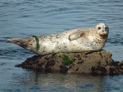 Harbor Seal Facts Habitat Diet And Unique Traits World Deer