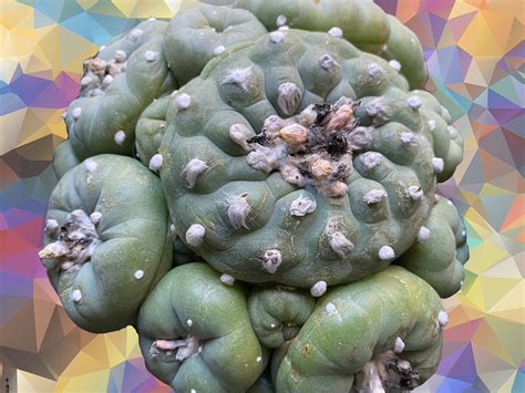 Peyote Wallpapers Wallpaper Cave