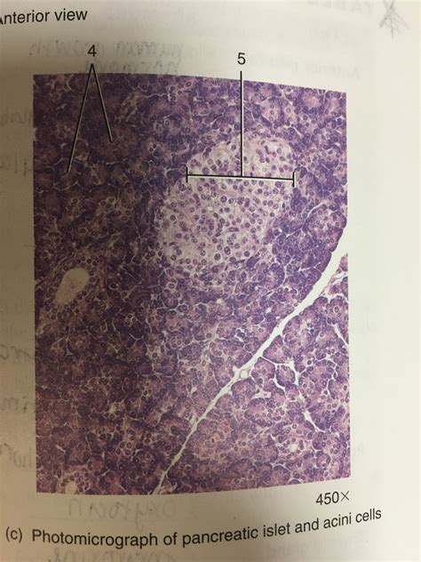 Pancreas Diagram Quizlet