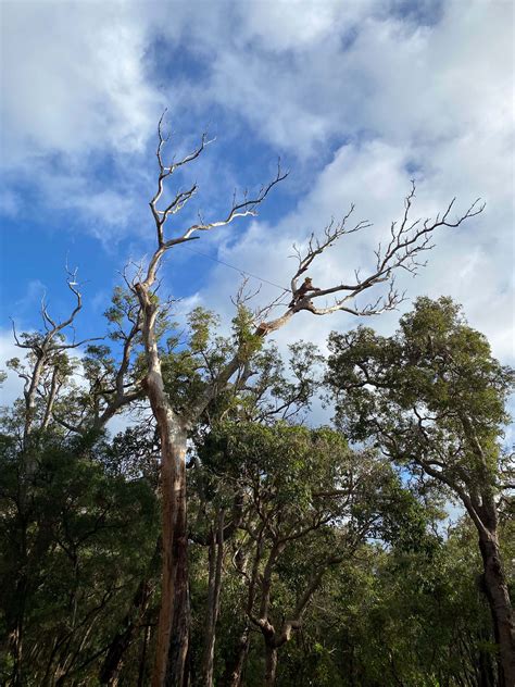 Naturaliste Tree Care The Best Local Tree Pruning
