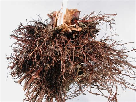 Arborvitae Thuja Occidentalis Root Rot Pacific Northwest Pest