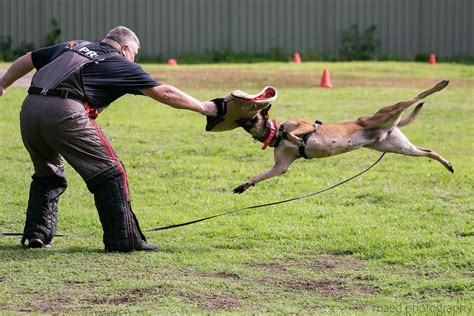 Bitework Accessories K9 Pro The K9 Professionals
