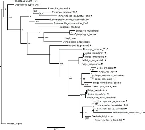 Bayesian Sequence Similarity Tree Depicting Non Conventional Download Scientific Diagram