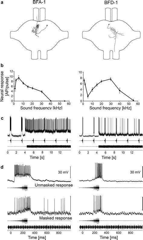 Structure Frequency Tuning And Response Selectivity To Chirps Of Download Scientific Diagram