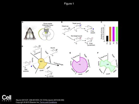 Matching Cell Type To Function In Cortical Circuits Ppt Download