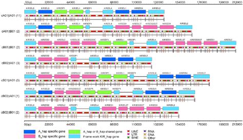 Genomic Sequencing Of Seven Gene Content Kir Haplotypes Represented In