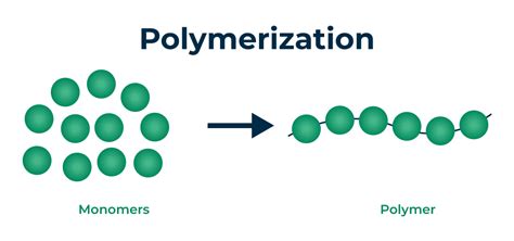 What Are Monomers And Polymers