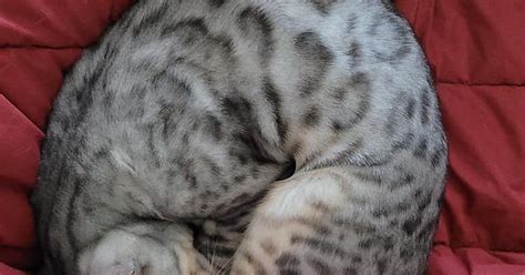 Bengal Ball Album On Imgur